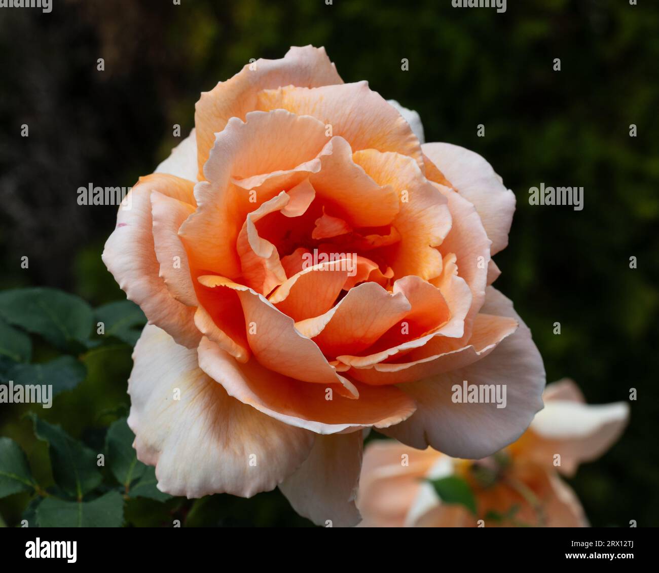 Apricot orange coloured rose in bloom Stock Photo - Alamy