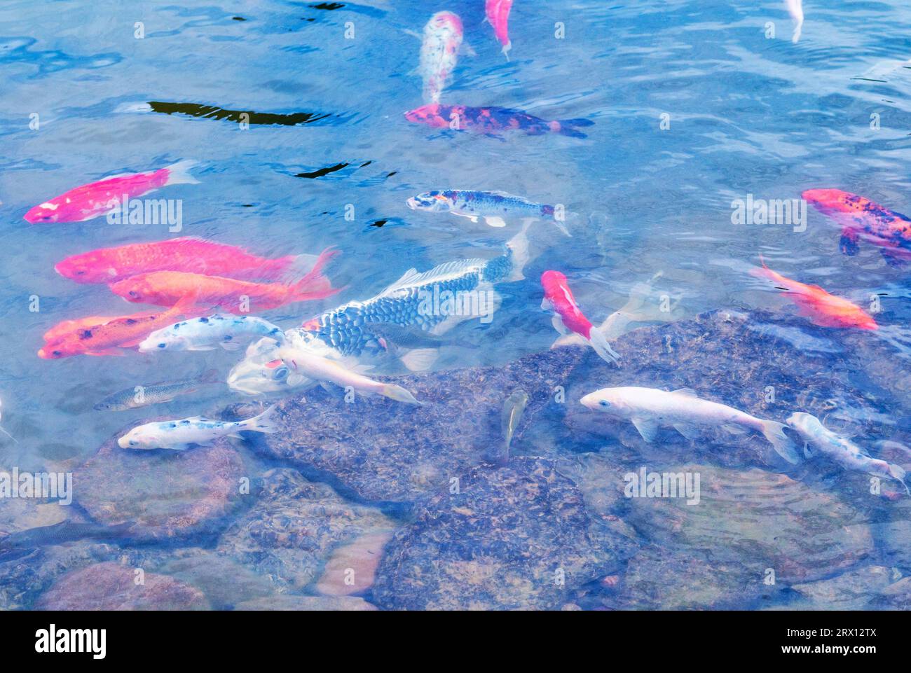 Color fishes in a pond. Different fish in the water Stock Photo - Alamy