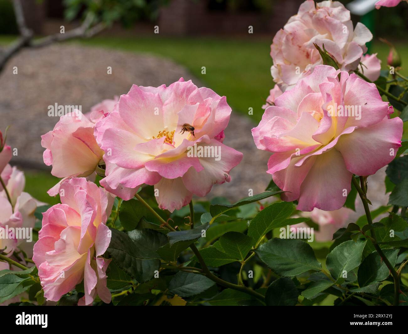 Bee pollinating cream yellow rose hi-res stock photography and images ...