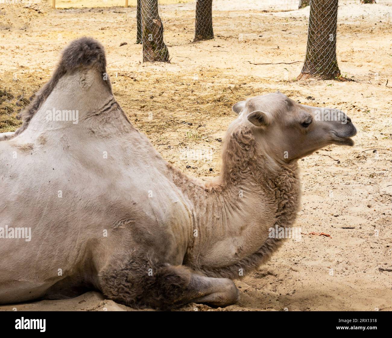 camel . one humped camel sitting on the ground Stock Photo - Alamy