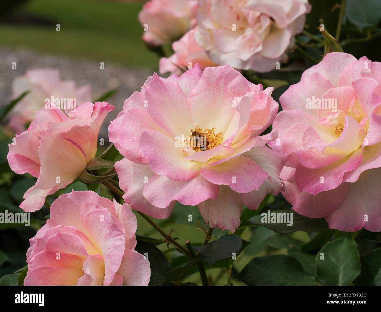 Divine roses, peachy cream with pink edges, blooming on mass, being pollinated by a bee ...