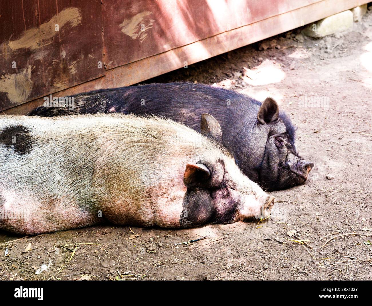 Two pigs barn farm hi-res stock photography and images - Alamy