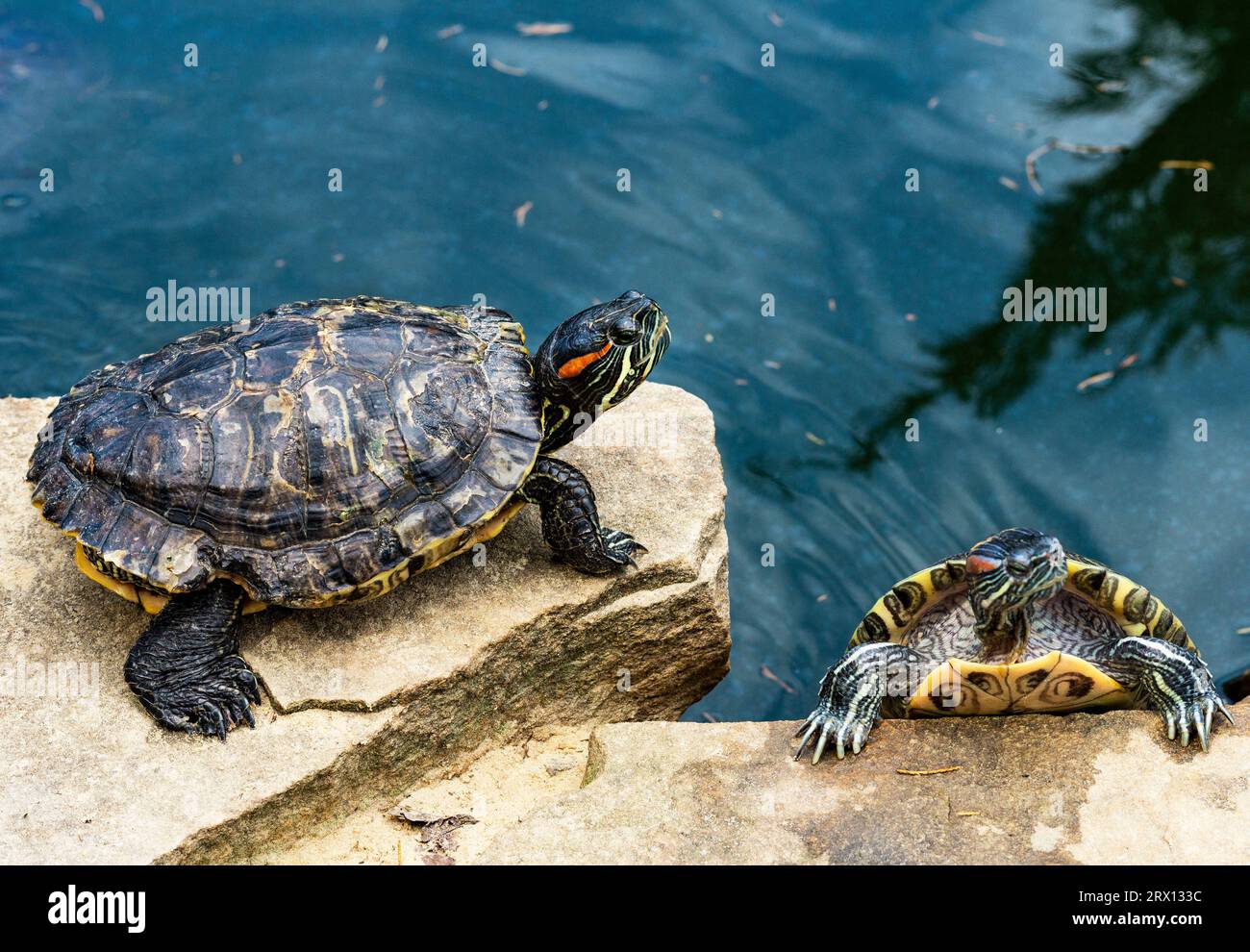 Amphibious Animals Images