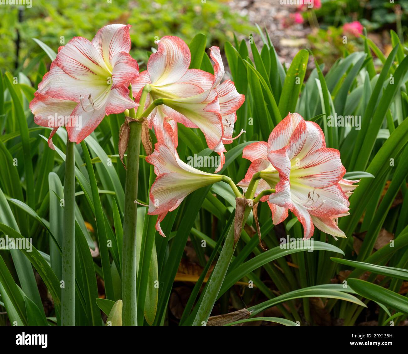 Hippeastrums flowers, white petals with orange red edge and long green ...