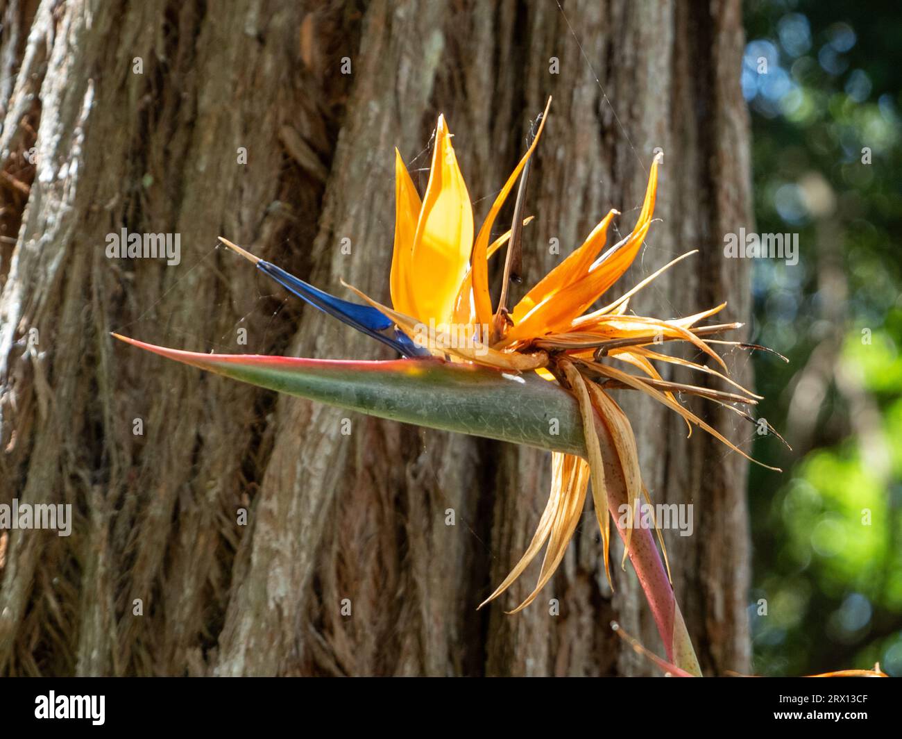 Resembles exotic bird hi-res stock photography and images - Alamy