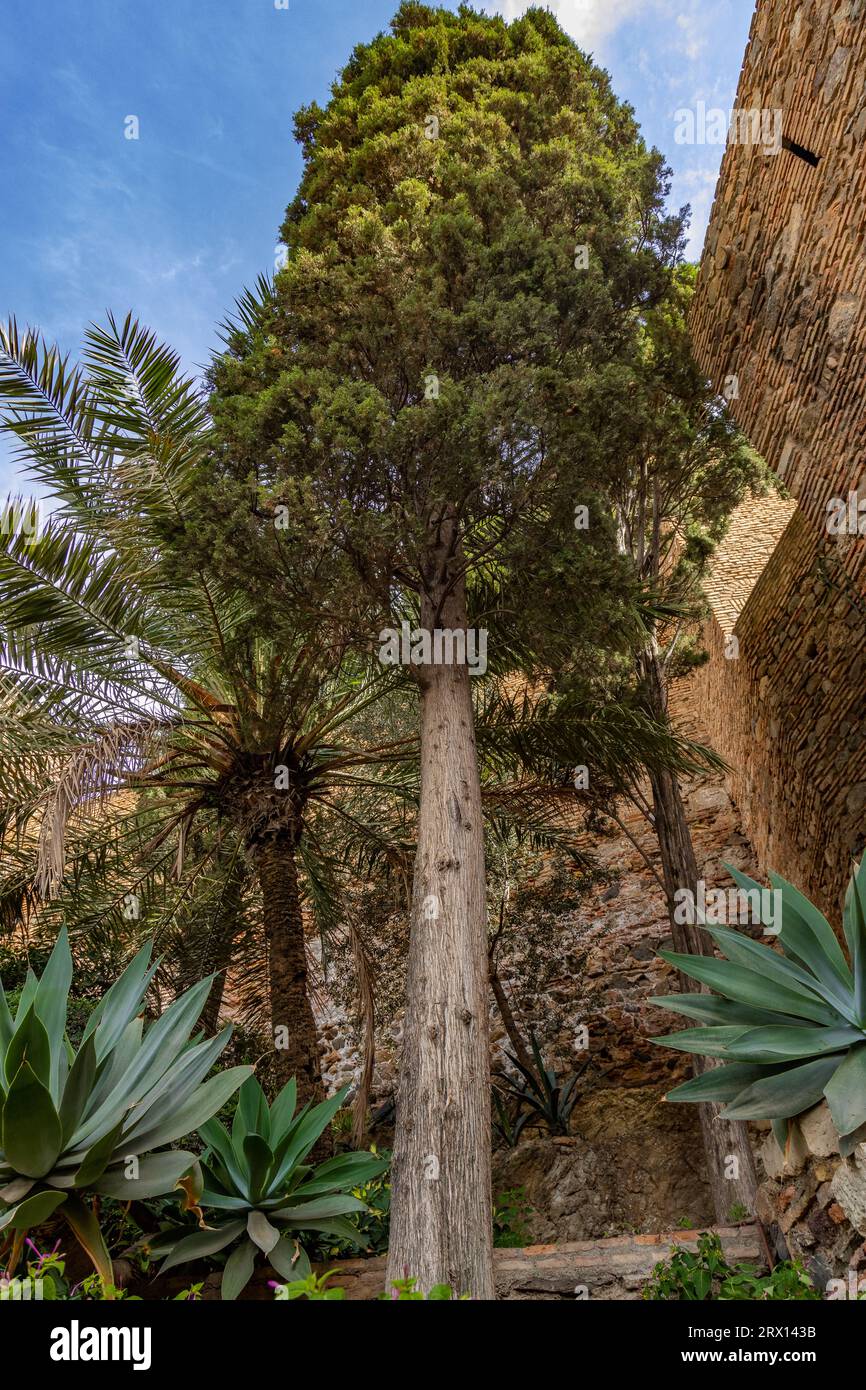 The Alcazaba interior, citadel of Malaga city. Interiors and courtyards ...