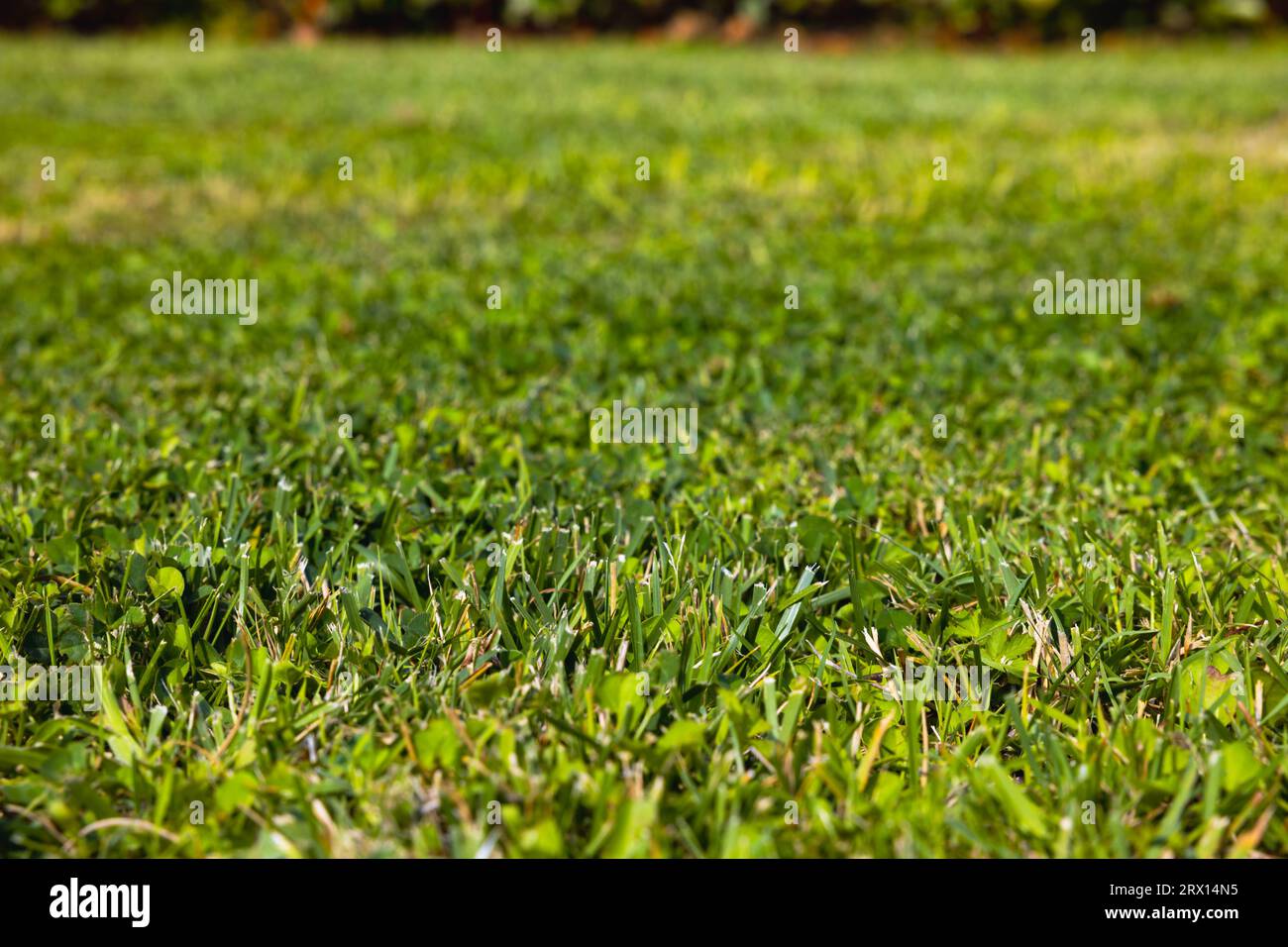 Lush grasses frame hi-res stock photography and images - Alamy