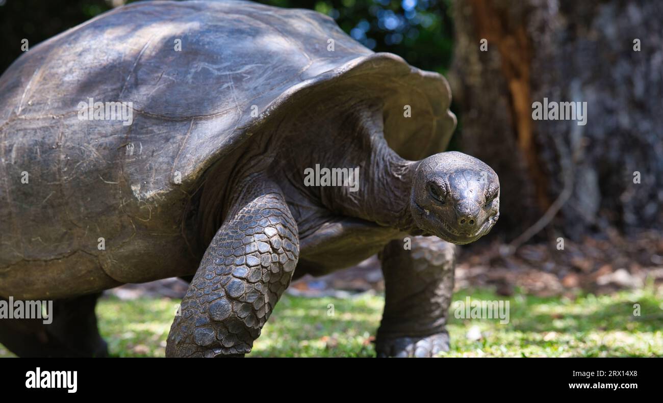 Seychelles giant tortoise Stock Photo - Alamy