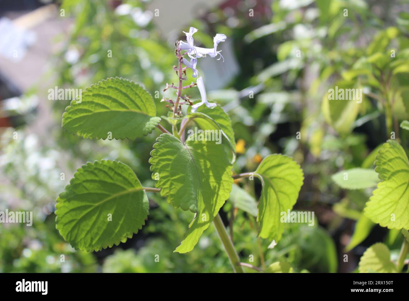 Spurflower hi-res stock photography and images - Alamy
