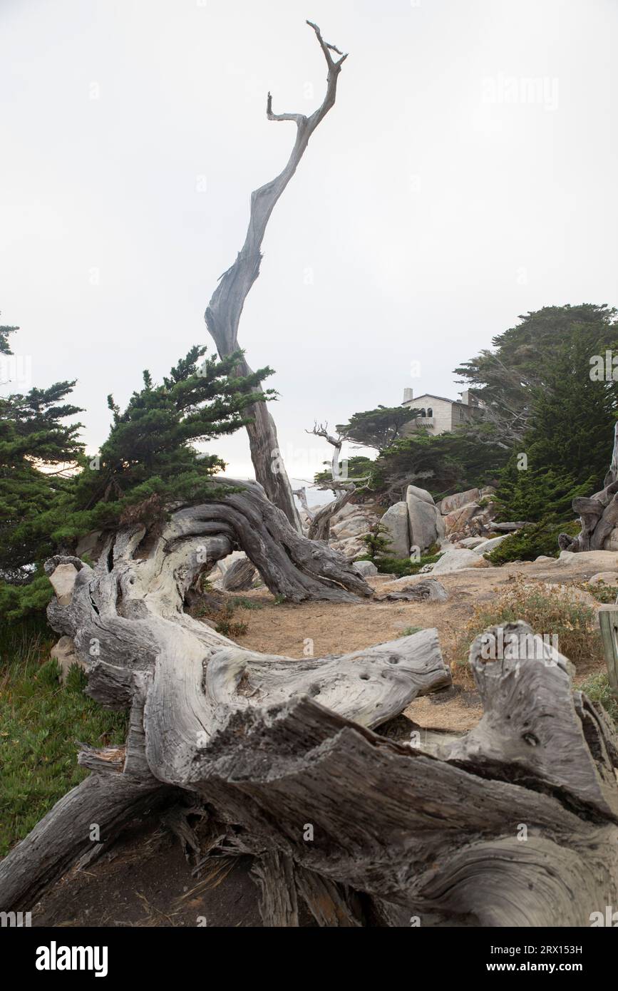 Tree trees beach carmel hi-res stock photography and images - Alamy
