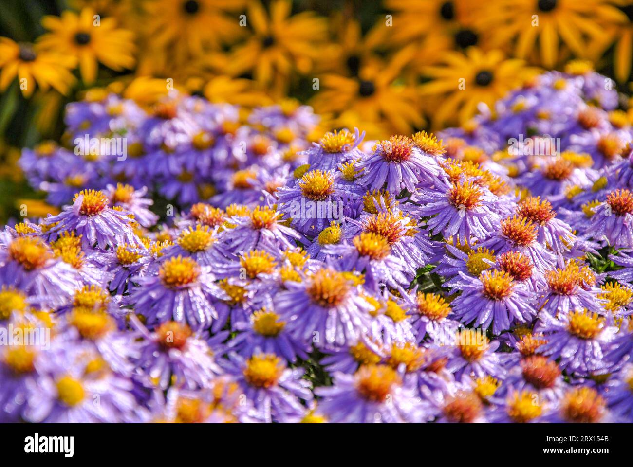 beautiful and colorful flowers and botanic gardens Stock Photo - Alamy