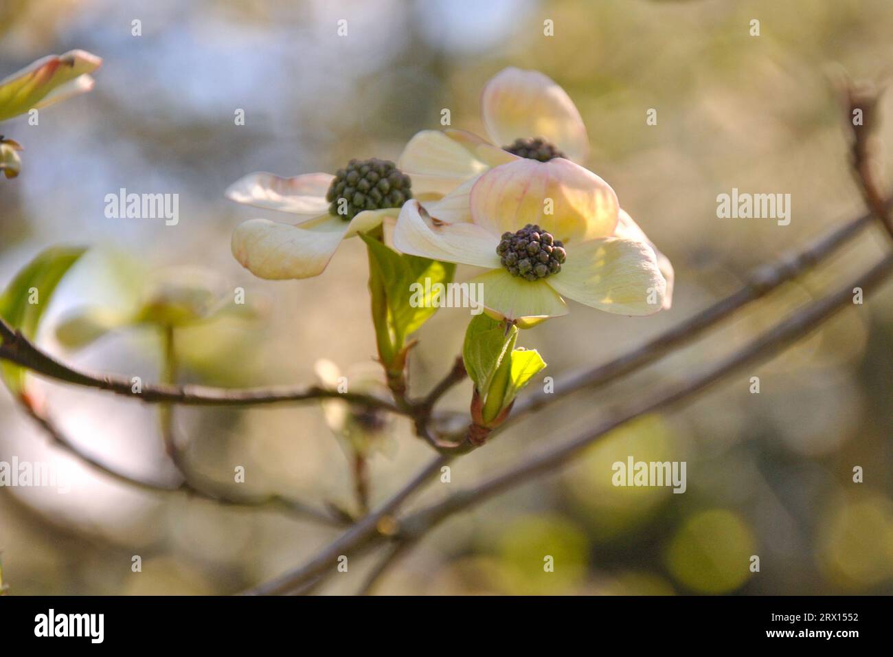 beautiful and colorful flowers and botanic gardens Stock Photo - Alamy