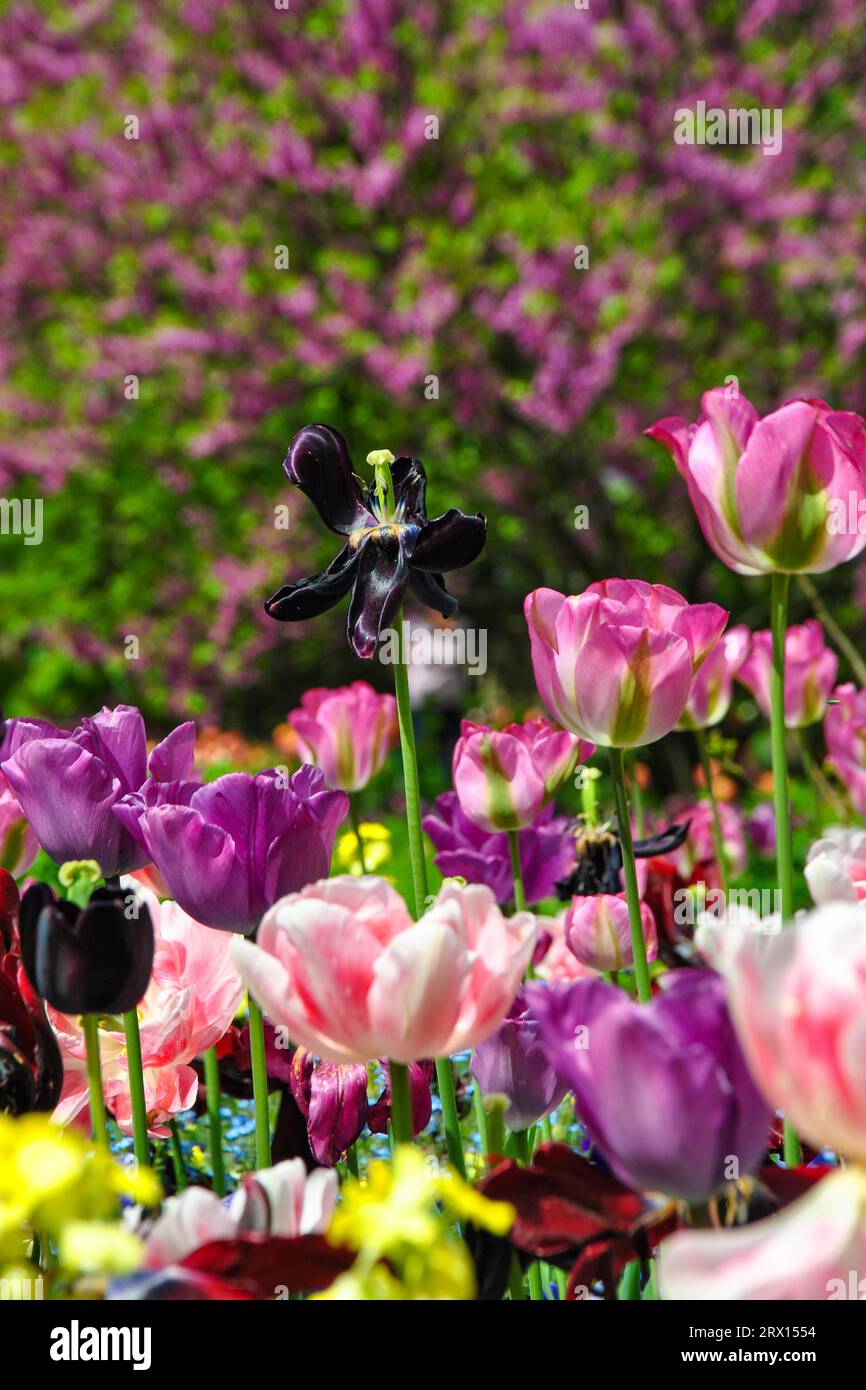 beautiful and colorful flowers and botanic gardens Stock Photo - Alamy