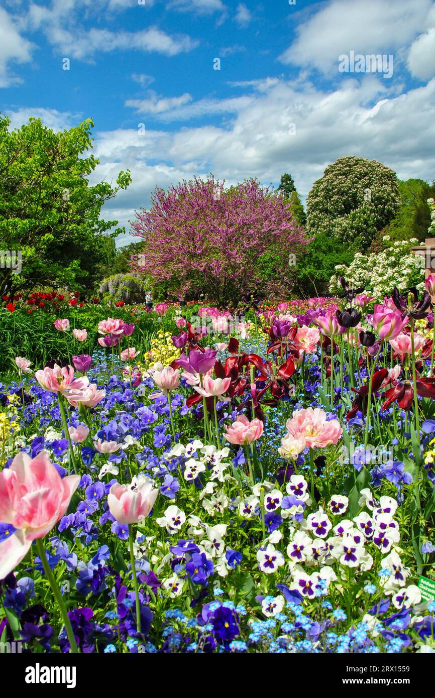 beautiful and colorful flowers and botanic gardens Stock Photo - Alamy