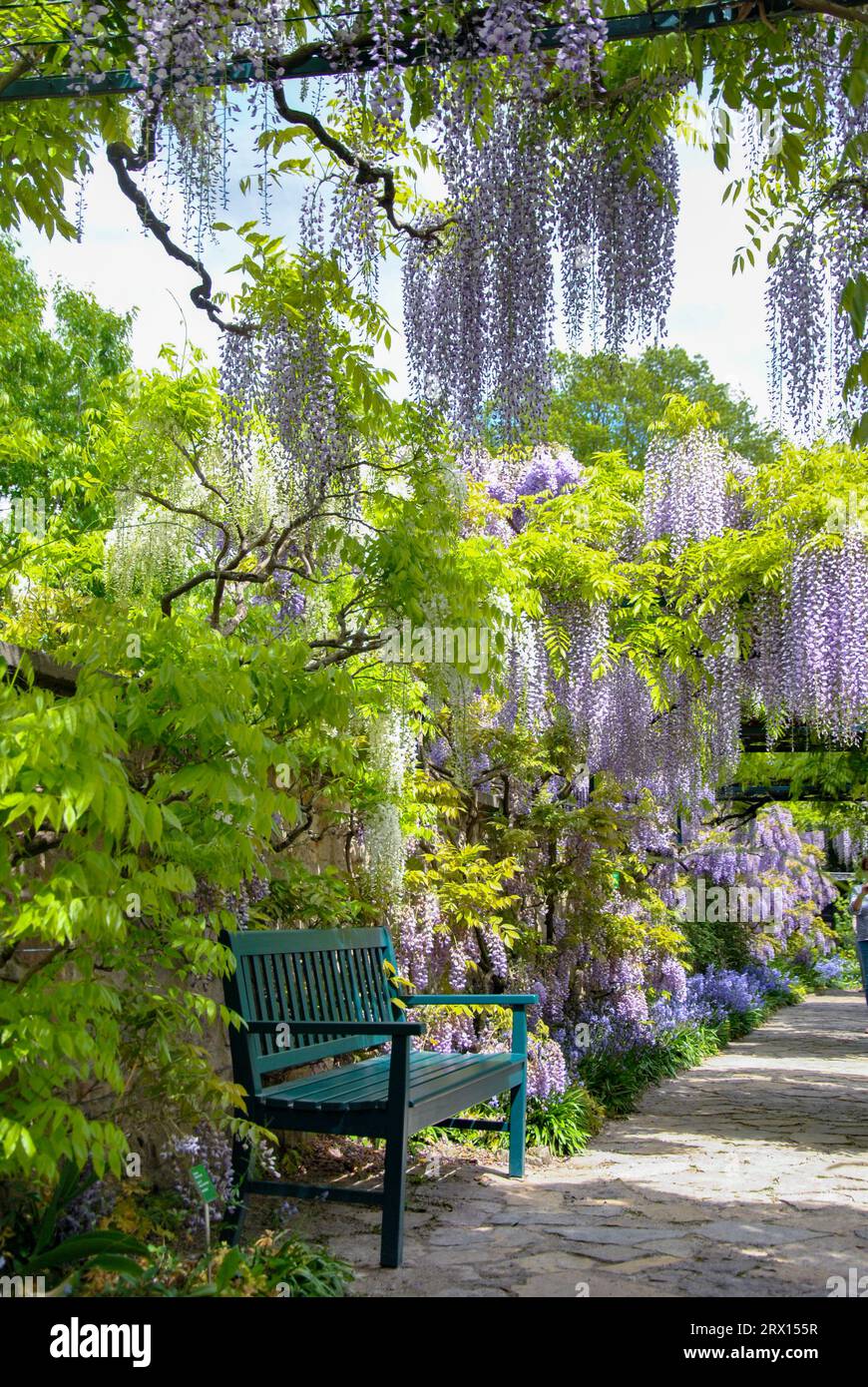 beautiful and colorful flowers and botanic gardens Stock Photo - Alamy