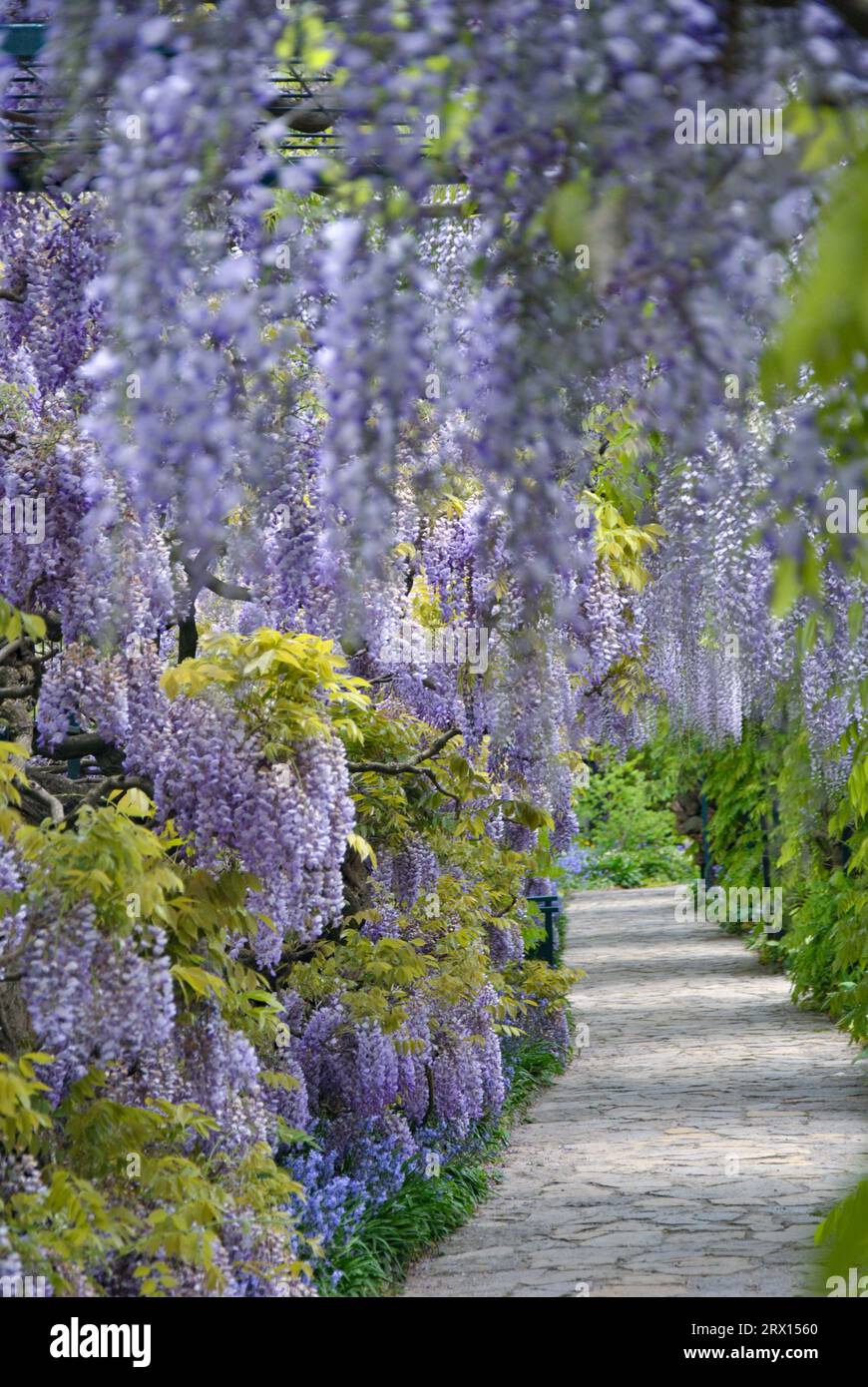 beautiful and colorful flowers and botanic gardens Stock Photo - Alamy