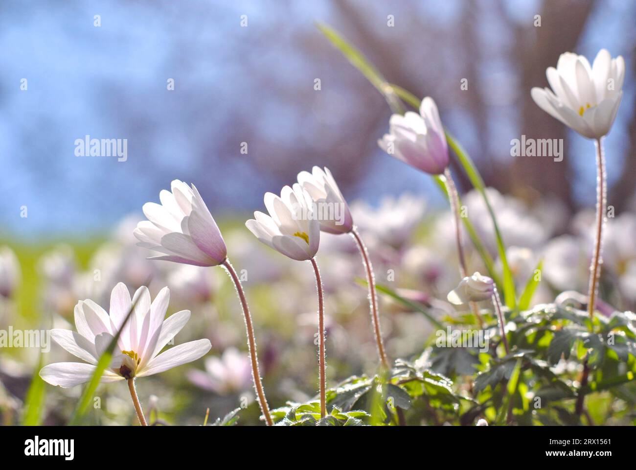 beautiful and colorful flowers and botanic gardens Stock Photo - Alamy