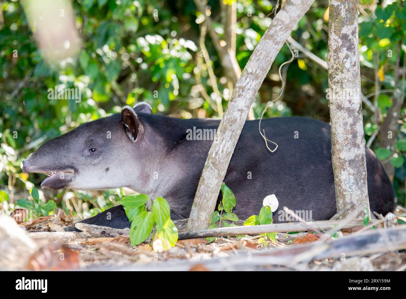 Costa Rica a wild Tapir at the beach near the jungle in Corcovado ...
