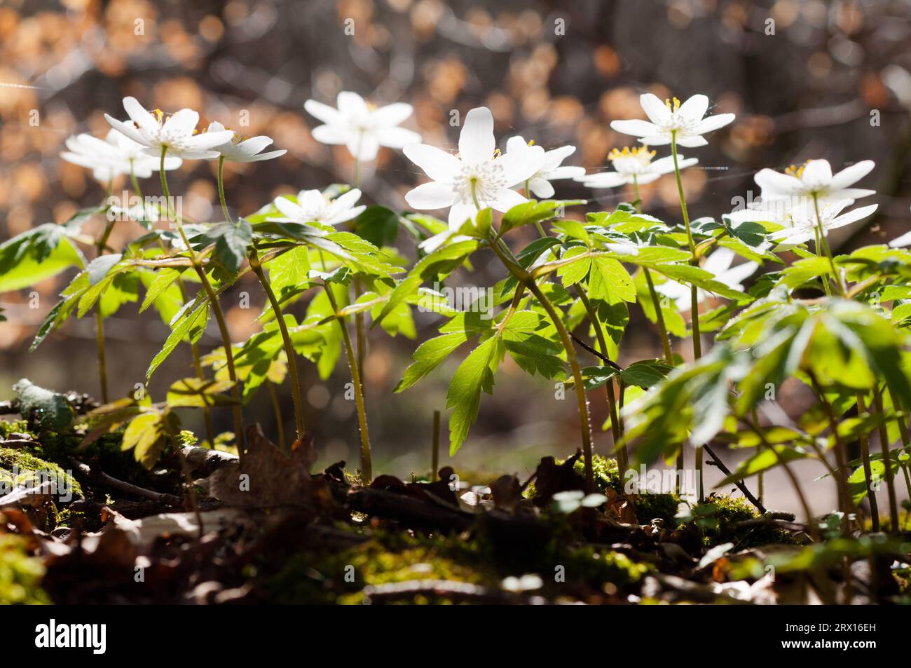 A display of wood anemones (Anemone nemorosa) flowers in an outdoor ...