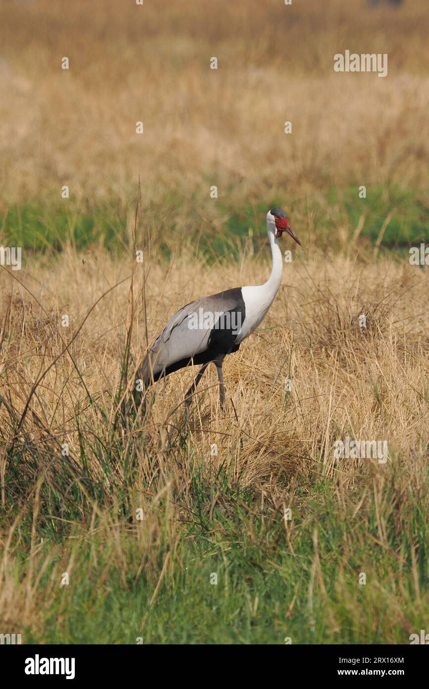 The wattled crane is the largest crane of Africa, standing at up to ...