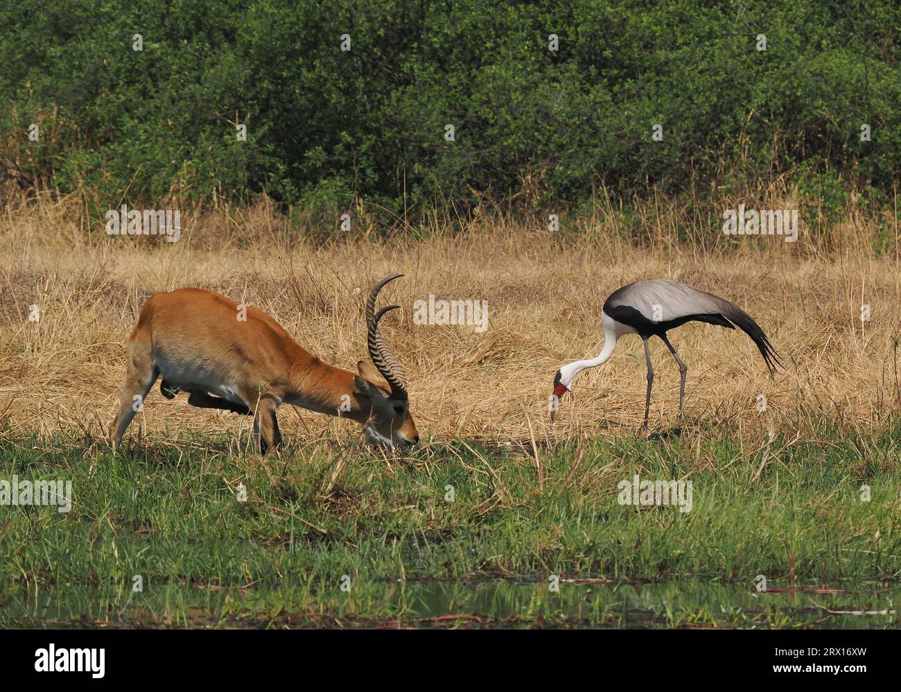 The wattled crane is the largest crane of Africa, standing at up to ...