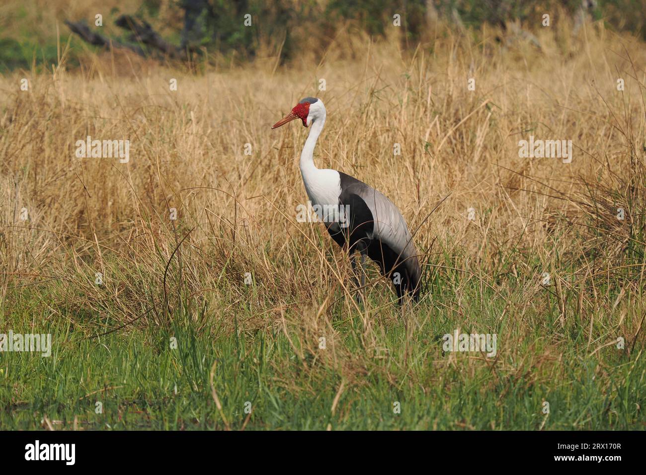The wattled crane is the largest crane of Africa, standing at up to ...