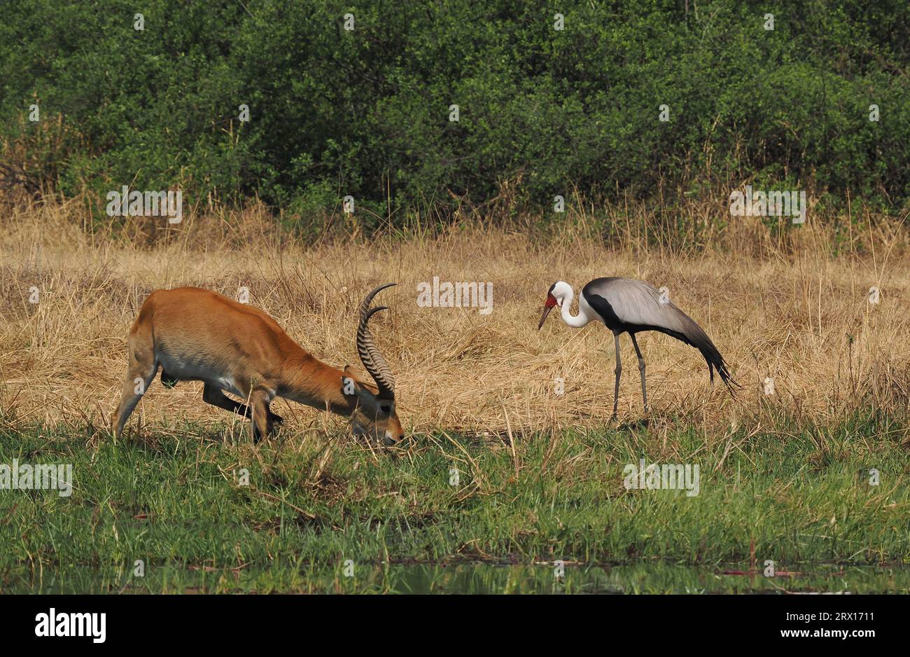 The wattled crane is the largest crane of Africa, standing at up to ...