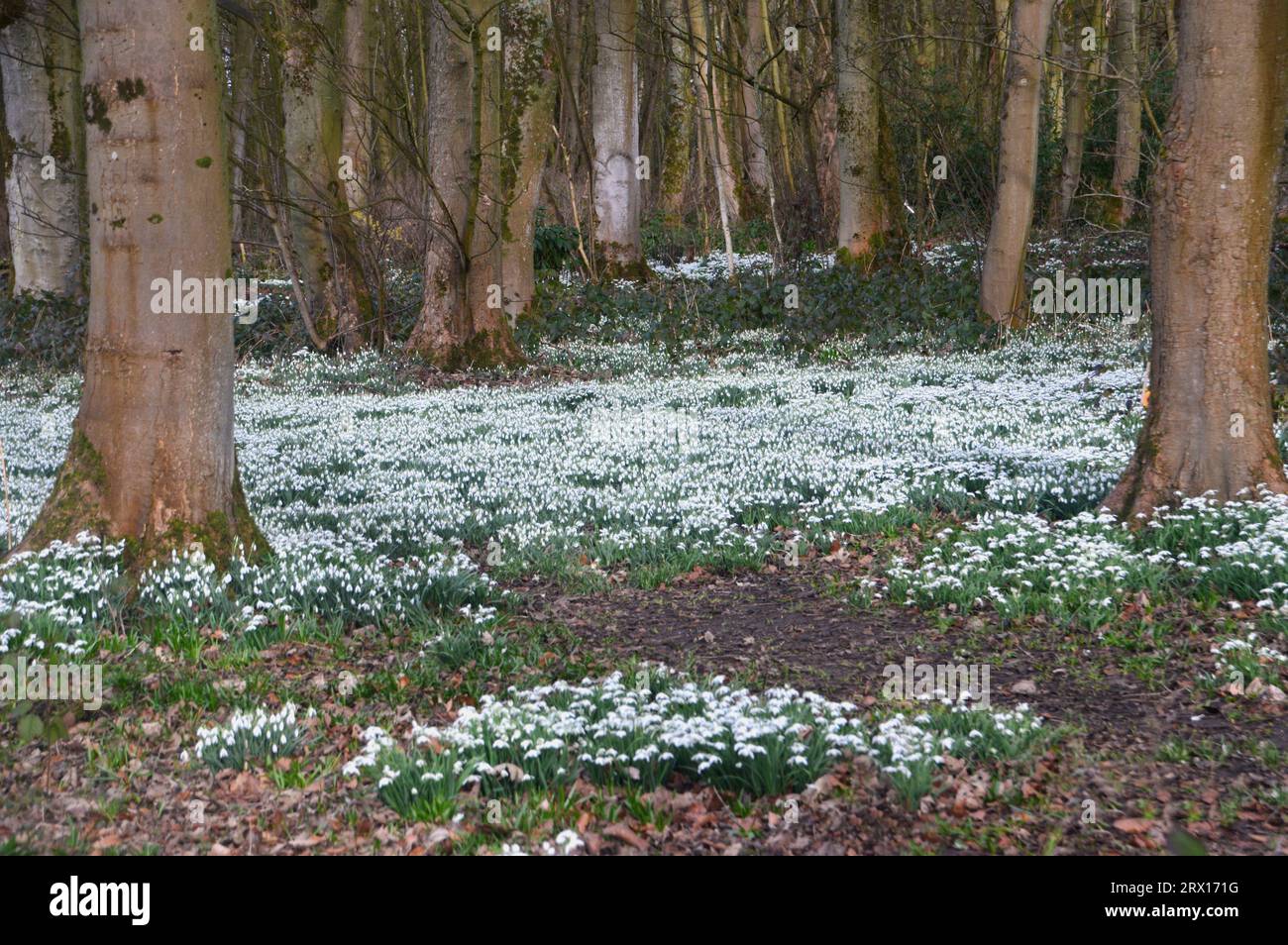Carpet of Snowdrops 'Galanthus' Flowers in the Woods in the Grounds of ...