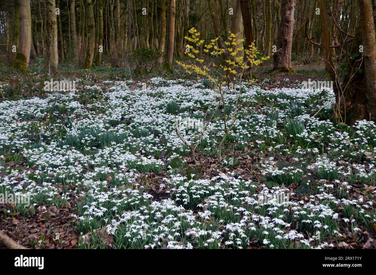Carpet of Snowdrops 'Galanthus' Flowers in the Woods in the Grounds of ...