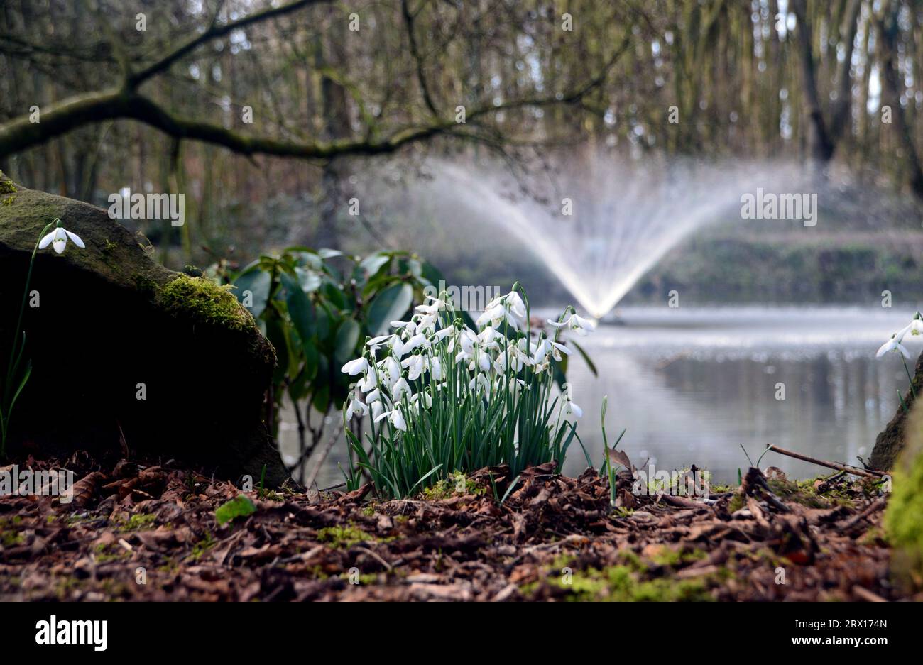 Close up of a Bunch Snowdrops 'Galanthus' Flowers by the Water Feature ...