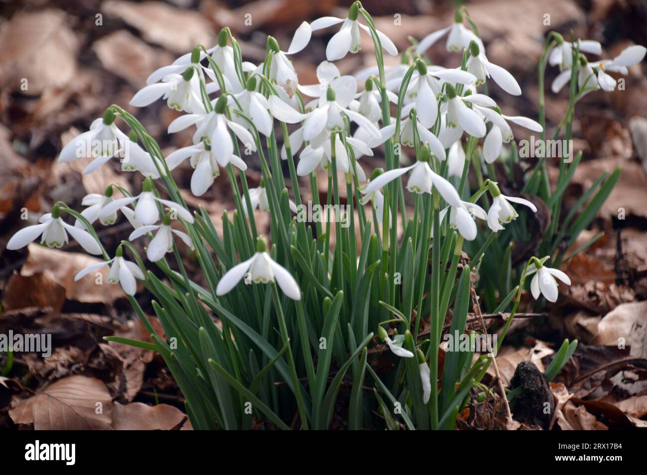 Lytham hall ground hi-res stock photography and images - Alamy