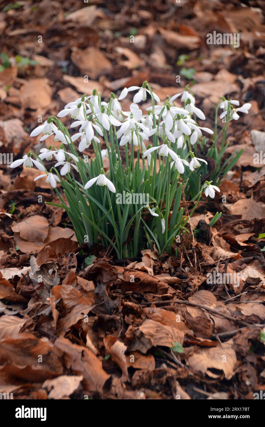 Lytham hall ground hi-res stock photography and images - Alamy