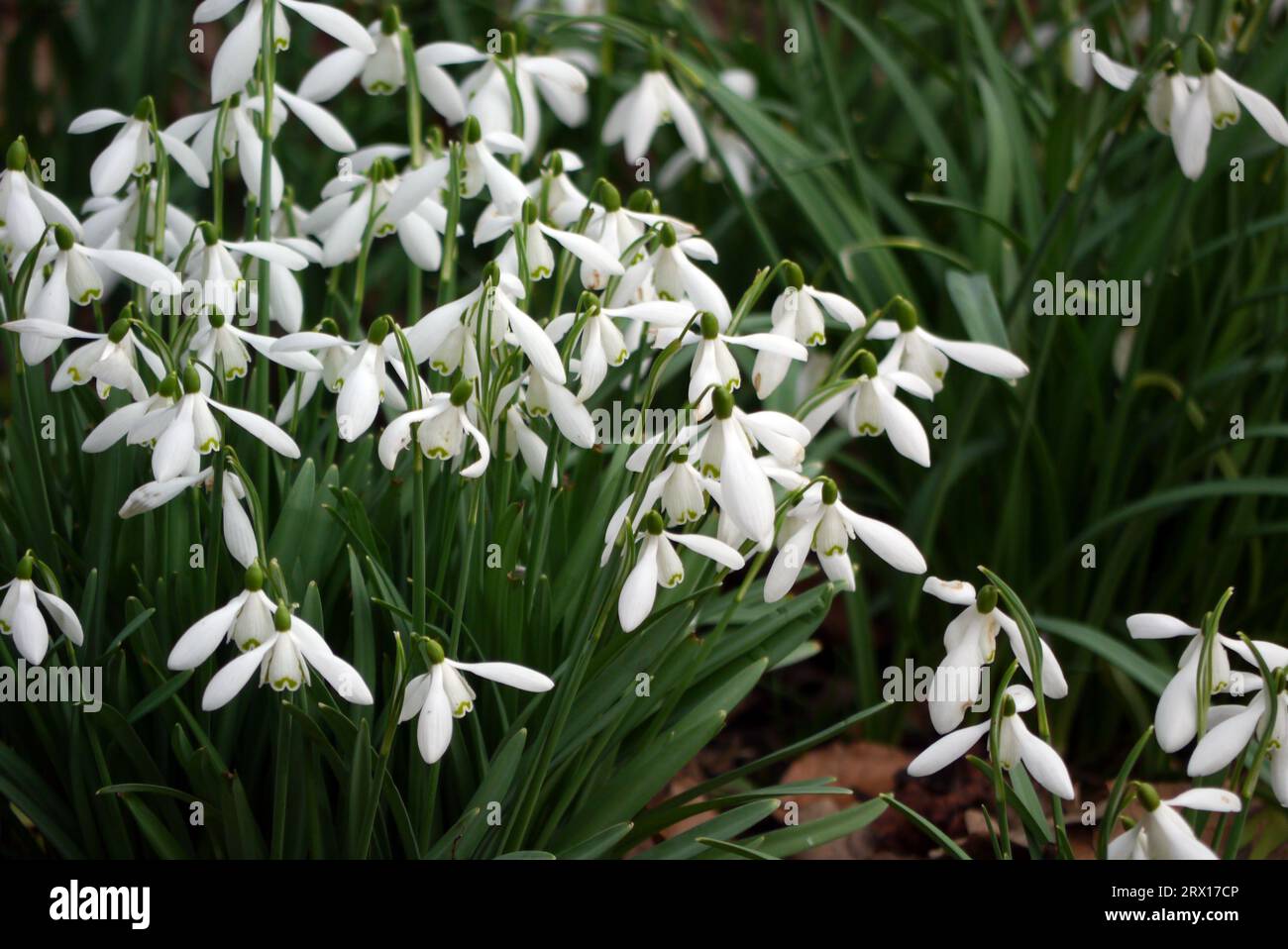 Lytham hall ground hi-res stock photography and images - Alamy