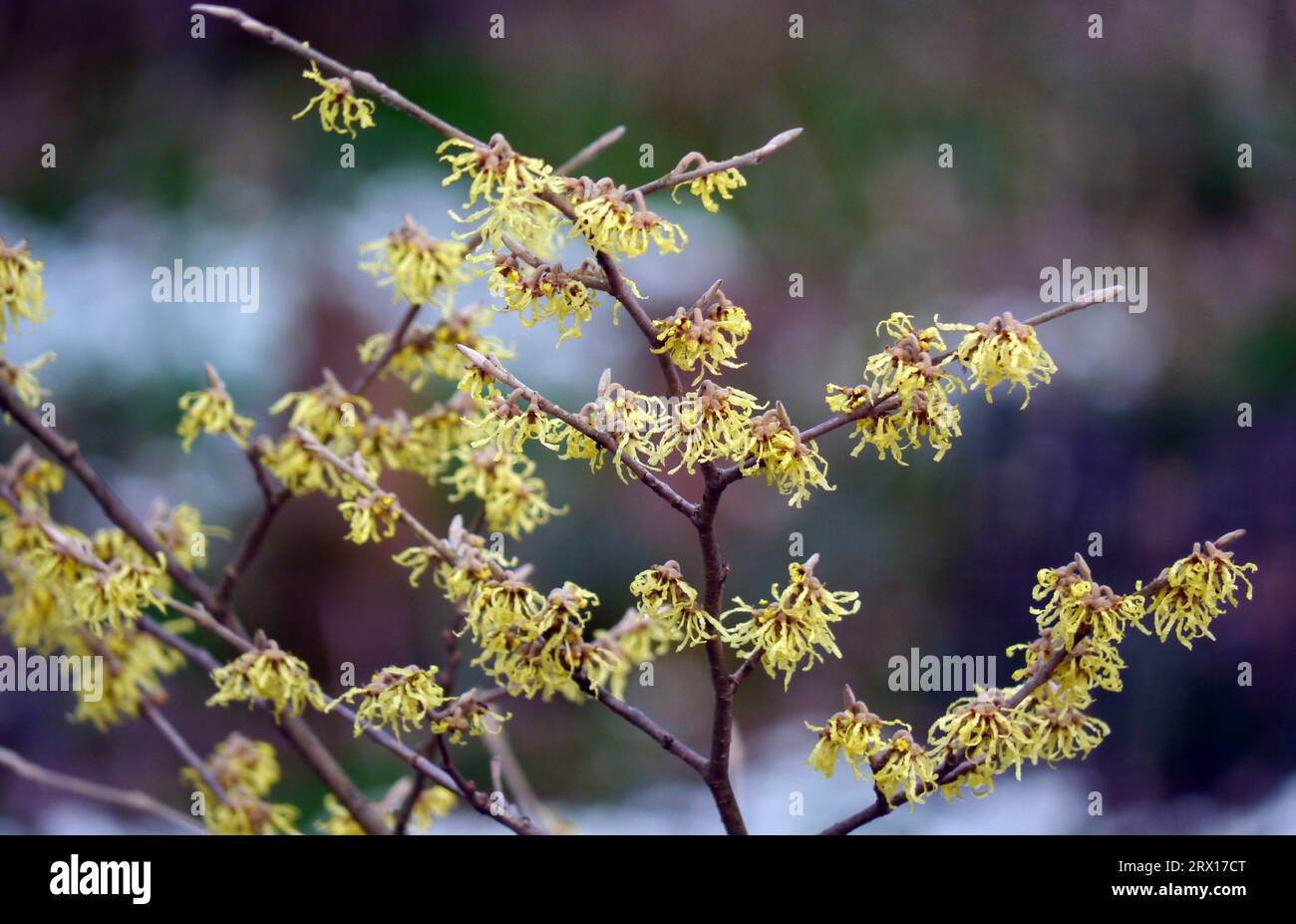Yellow Witch Hazel 'Hamamelis' Tree with a Background of Snowdrops in ...