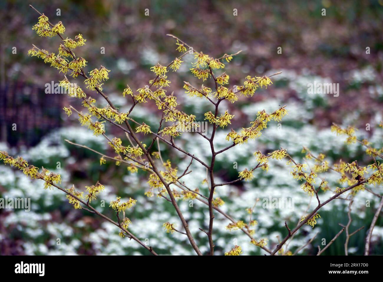 Yellow Witch Hazel 'Hamamelis' Tree with a Background of Snowdrops in ...