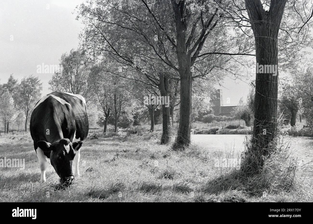 cow grazing beside river waveney at mendham, suffolk england around ...
