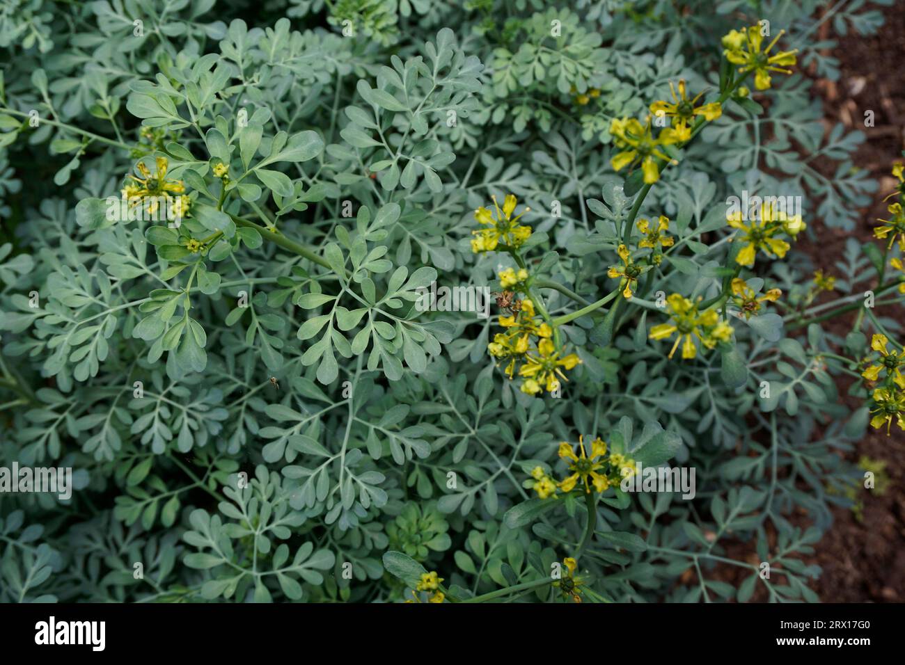 rue, (ruta graveolens Stock Photo - Alamy
