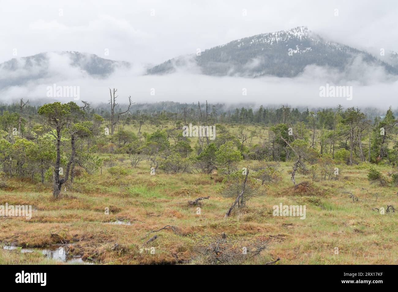 The Petersburg muskeg (Peat Bog) with clouds skirting the mountains ...