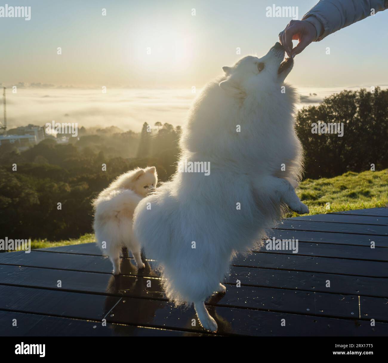 Backlit photo of a woman’s hand feeding fluffy white dogs in the foggy ...