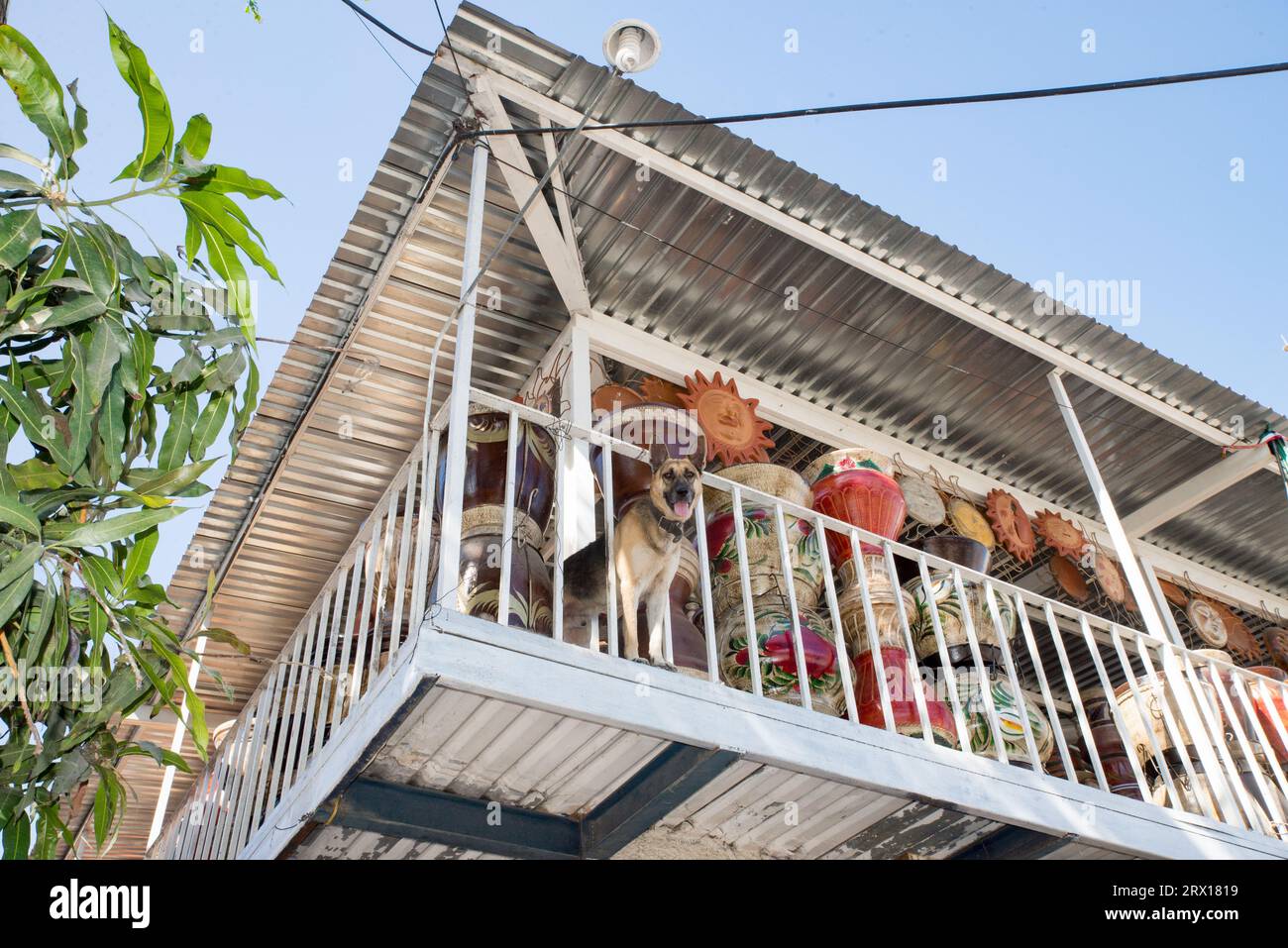 Mexico Tijuana a shepherd dog guards the house in the most dangerous ...