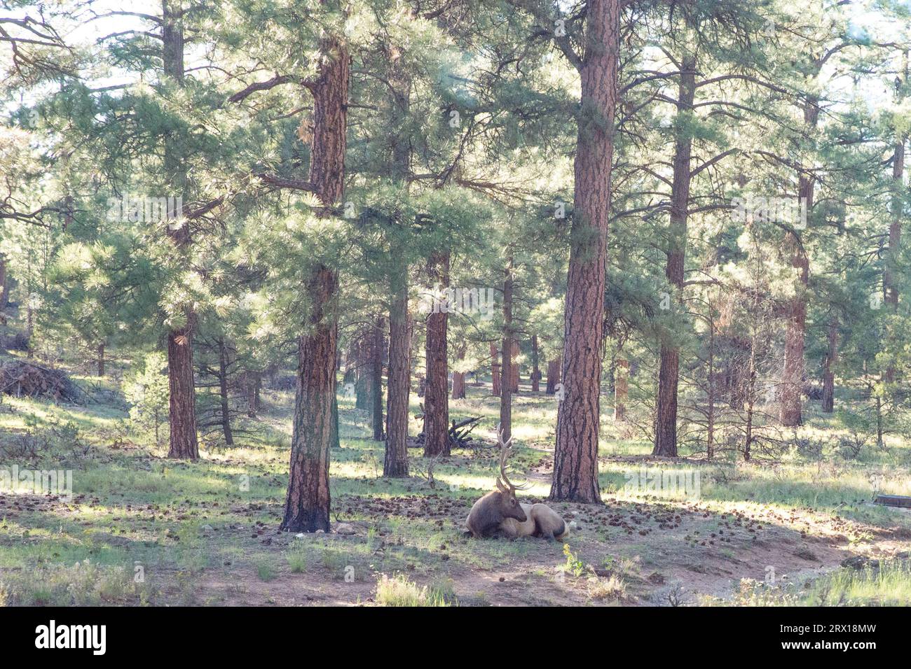 Arizona summer wildlife hi-res stock photography and images - Alamy