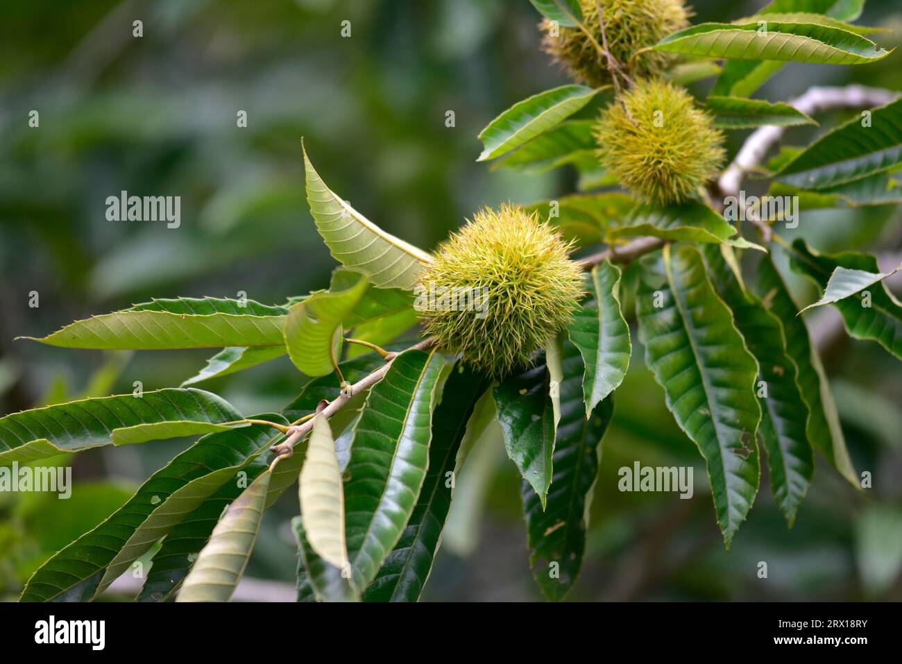 Chestnuts in hedgehogs hang from chestnut branches just before harvest ...