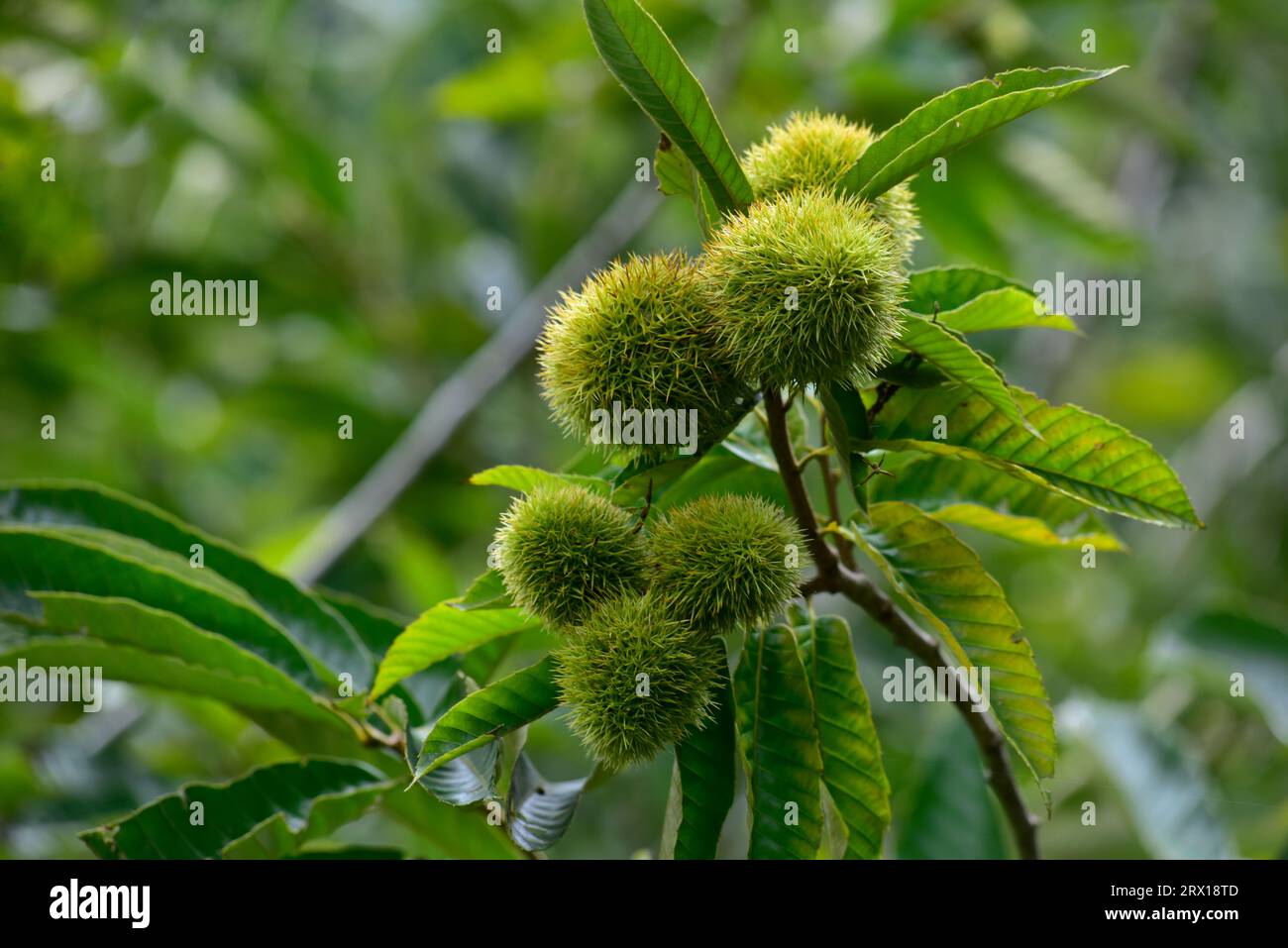 Chestnuts in hedgehogs hang from chestnut branches just before harvest ...