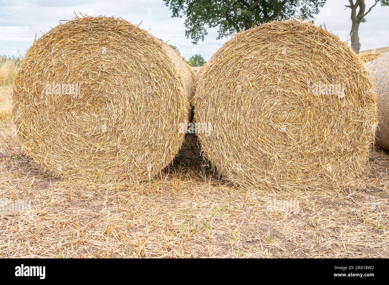 Hay bales lined up after the harvest in the UK Stock Photo - Alamy