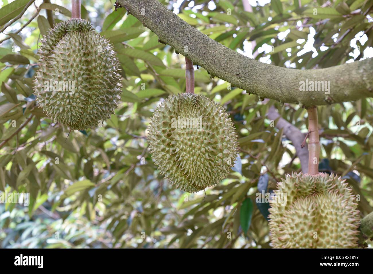 durians on the durian tree in organic durian orchard Stock Photo - Alamy