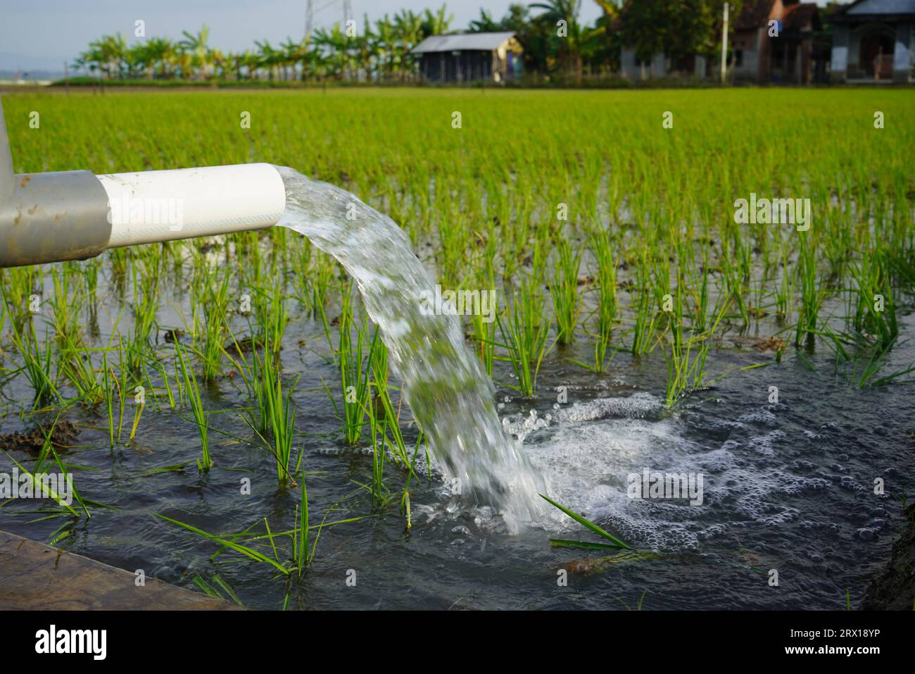 Wheat plants are being irrigated by water jet. Irrigation of rice ...