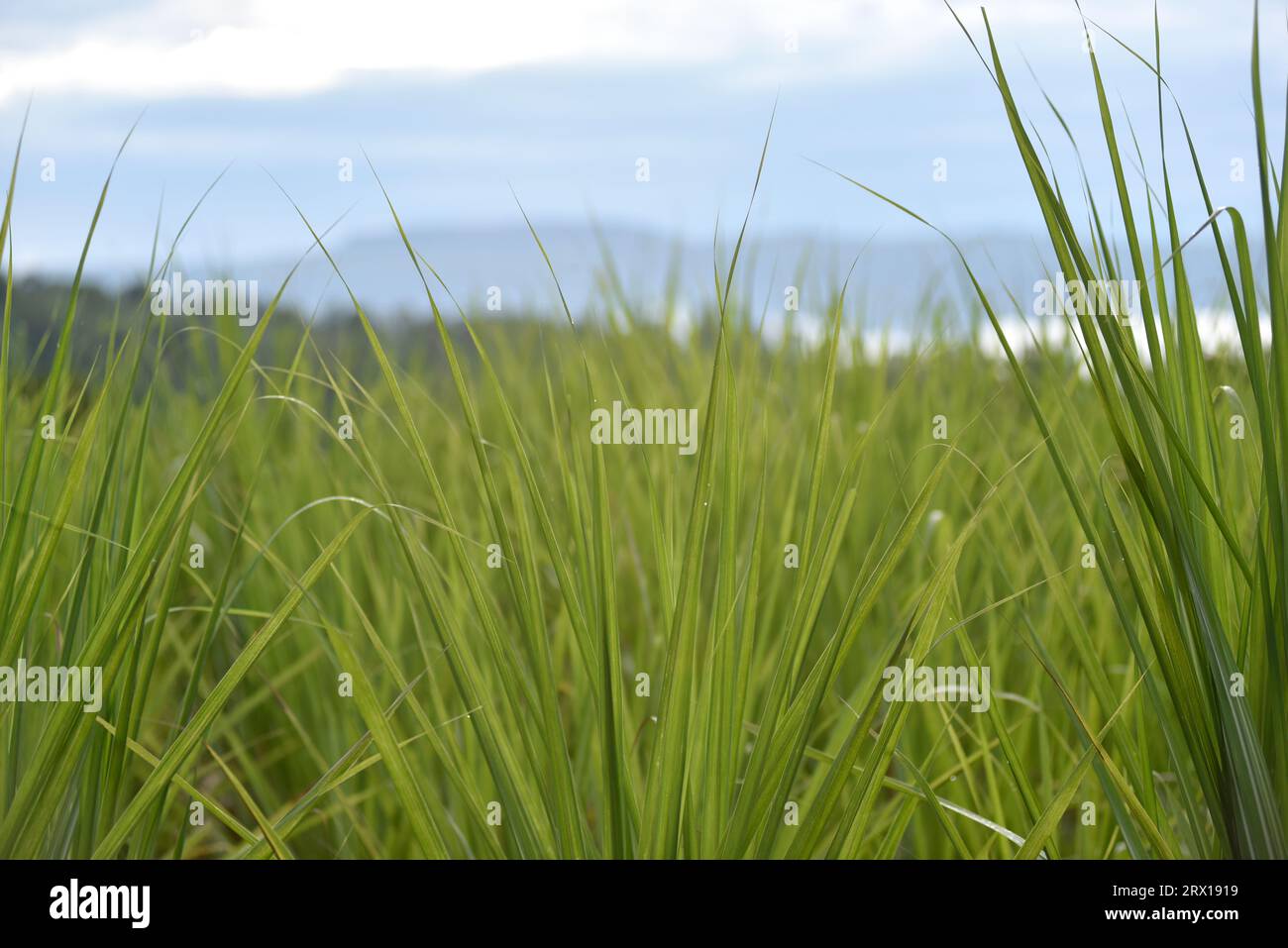 Close up of rice plants. Green rice leaves or Sugarcane leaves with ...