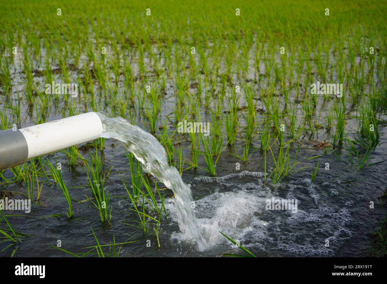 Wheat plants are being irrigated by water jet. Irrigation of rice ...