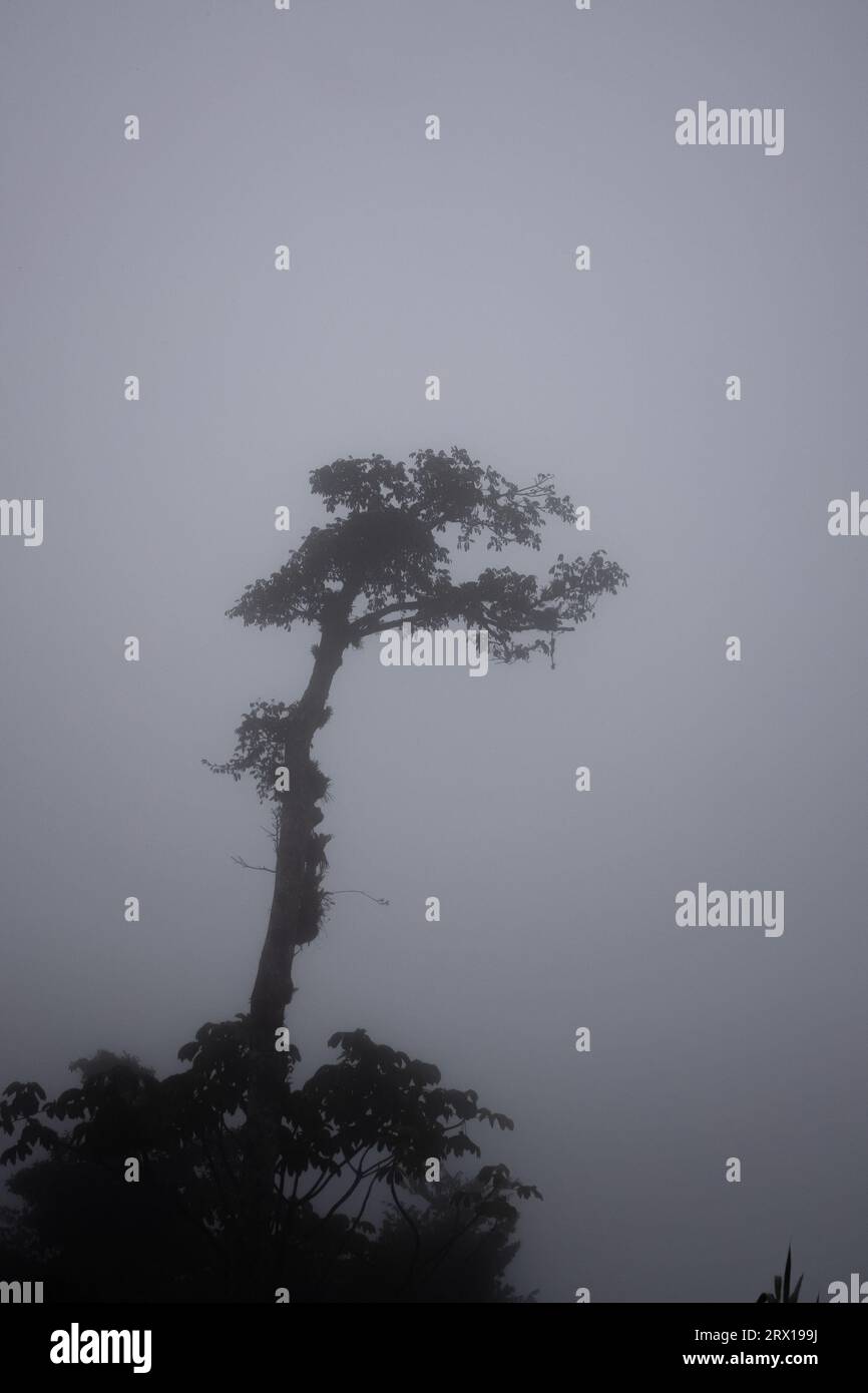 Nature within the fog in Monte Verde cloud forest Stock Photo - Alamy