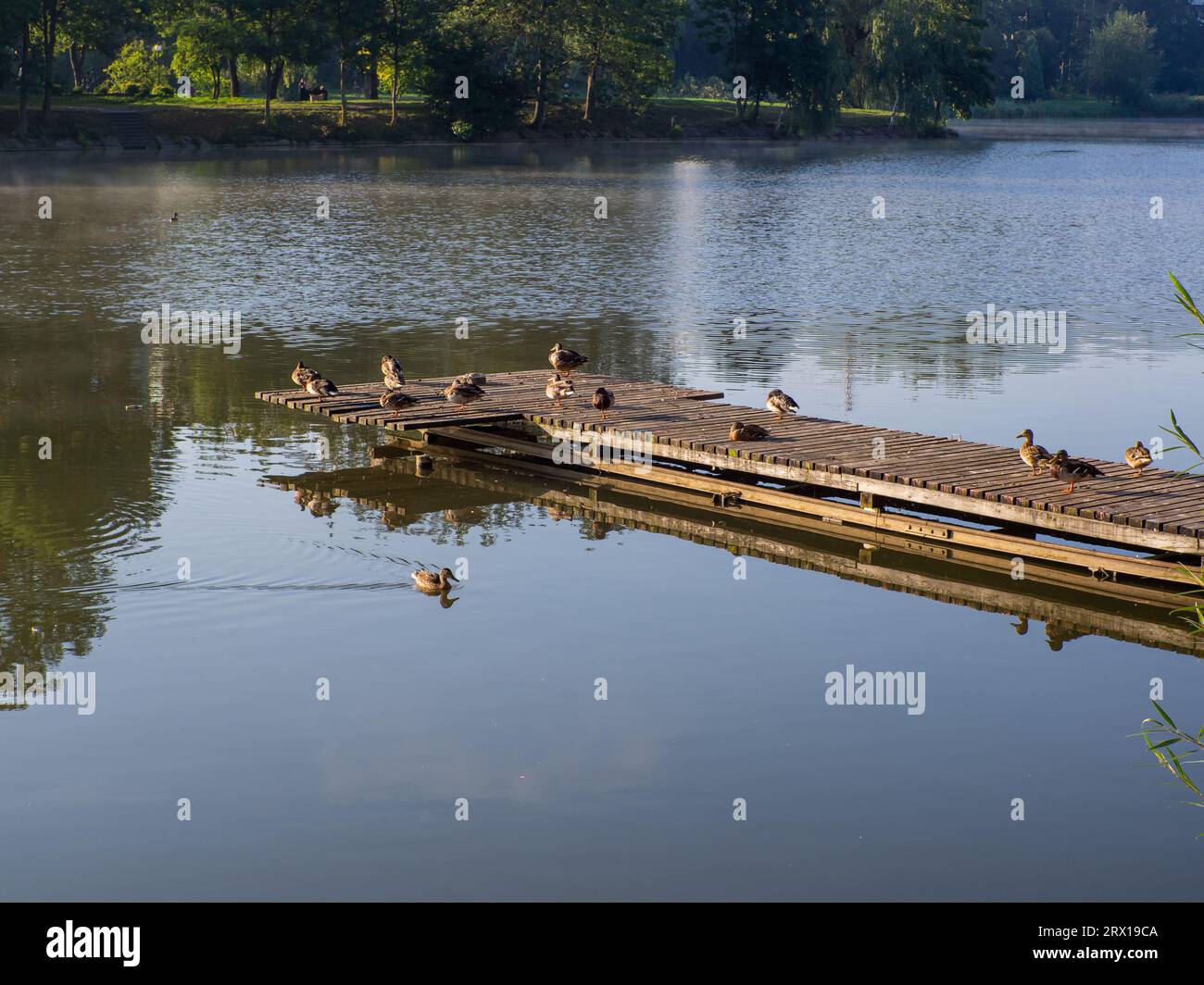 Group of ducks swimming in blue water and standing on pier. Ducks ...